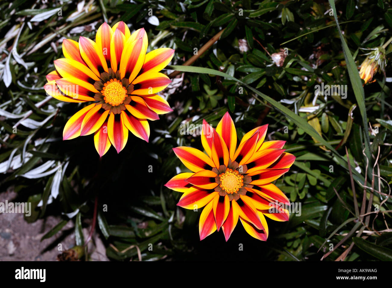 Gazania/Treasure Flower- Gazania rigida hybrid Stock Photo - Alamy
