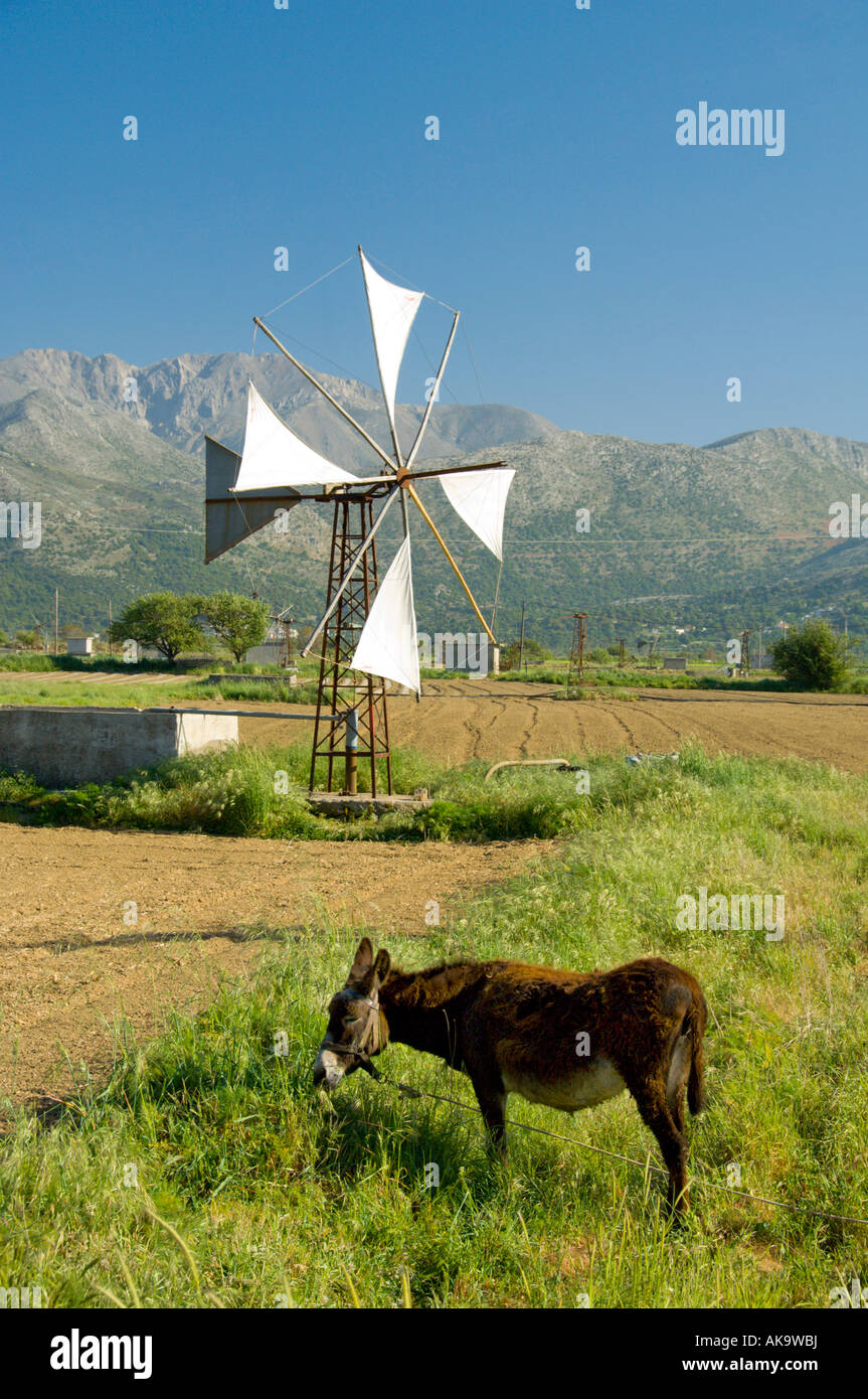 A donkey in the pasture with a windmill on the Lasithi Plateau in ...
