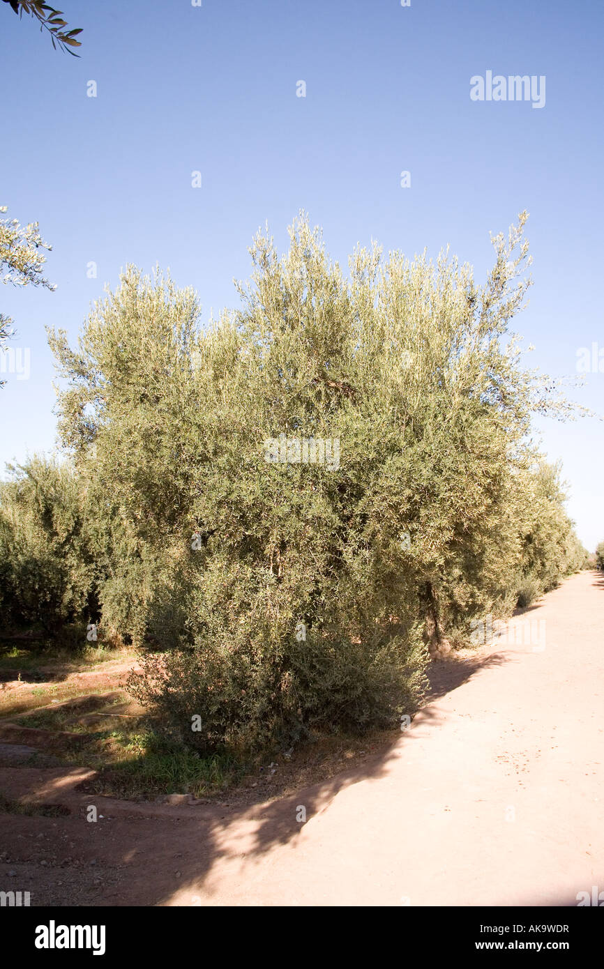 Olive tree's Marrakesh Morocco Stock Photo - Alamy