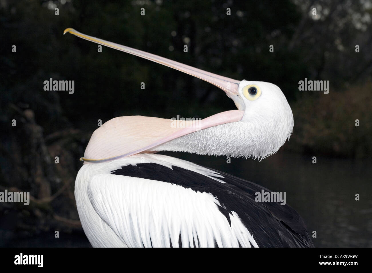 Pelican yawning hi-res stock photography and images - Alamy