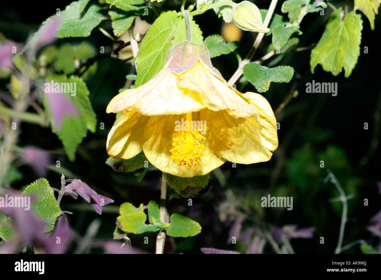 Chinese Lantern/ Chinese Bellflower- Abutilon hybrid Stock Photo - Alamy