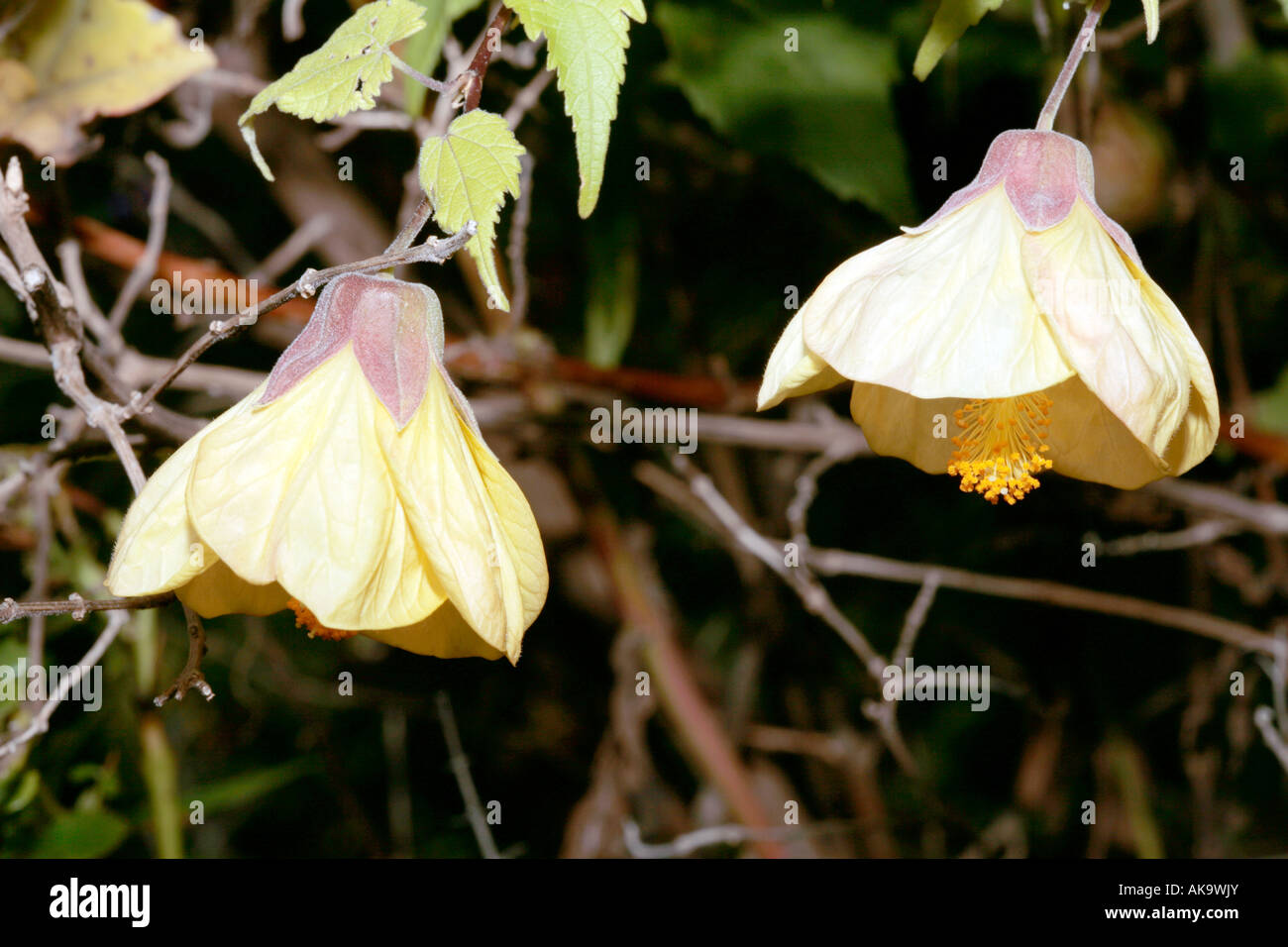Bell lantern shaped flower hi-res stock photography and images - Alamy