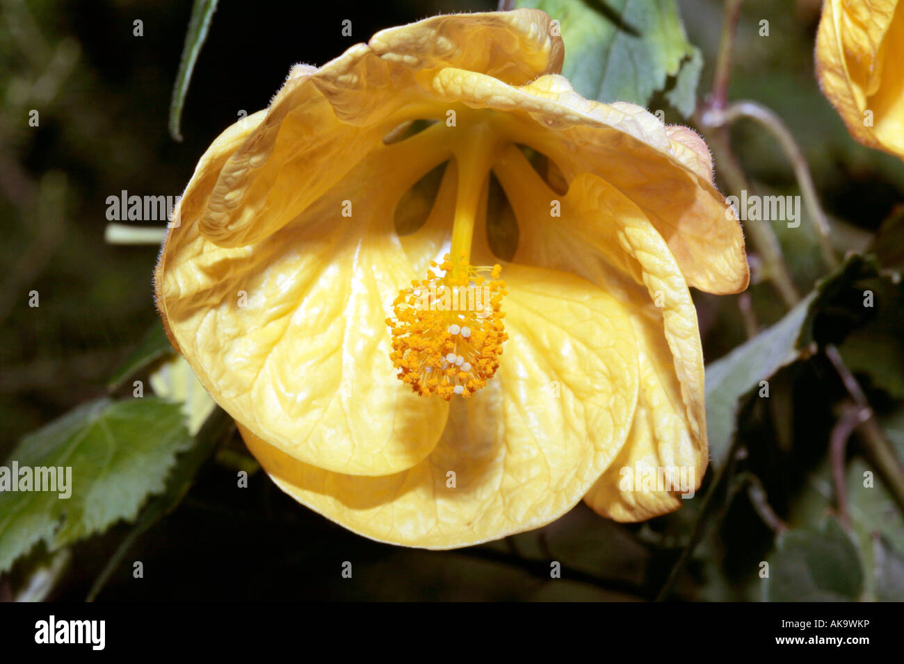 Chinese Lantern/ Chinese Bellflower- Abutilon hybrid Stock Photo - Alamy