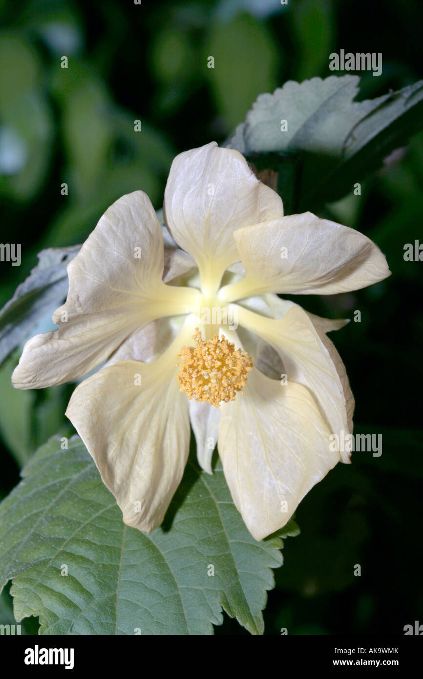 Bell lantern shaped flower hi-res stock photography and images - Alamy