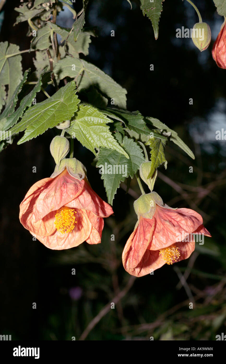 Chinese Lantern/ Chinese Bellflower- Abutilon hybrid Stock Photo - Alamy