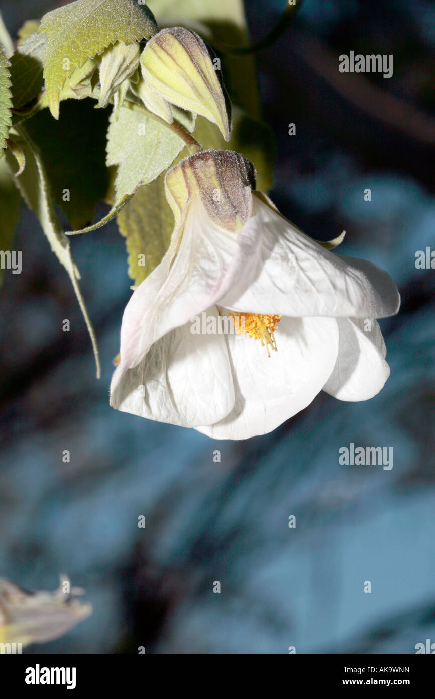 Bell lantern shaped flower hi-res stock photography and images - Alamy