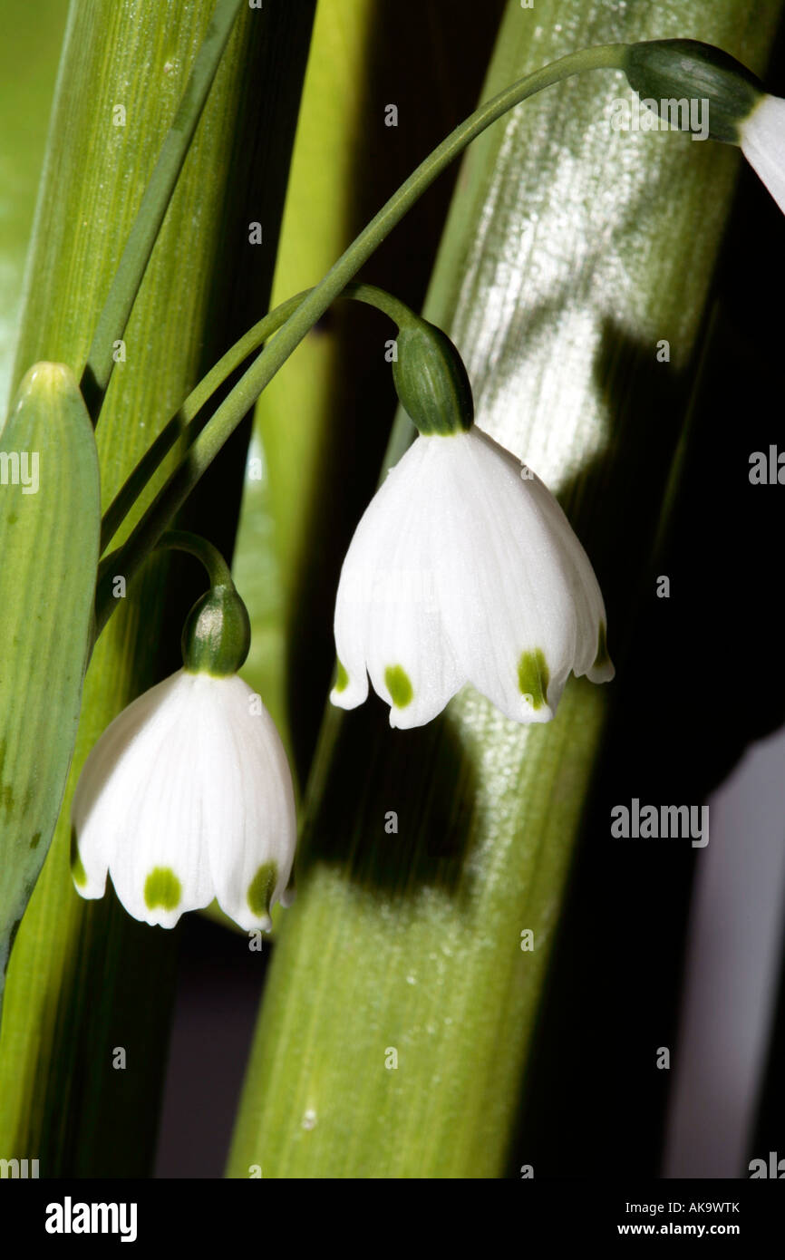 Summer / Spring Snowflake/ Loddon Lily - Leucojum aestivum -Family ...