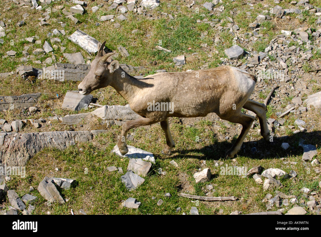 Mountain goats banff national park hi-res stock photography and images ...