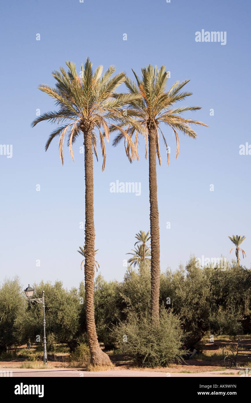 African oil palm tree hi-res stock photography and images - Alamy