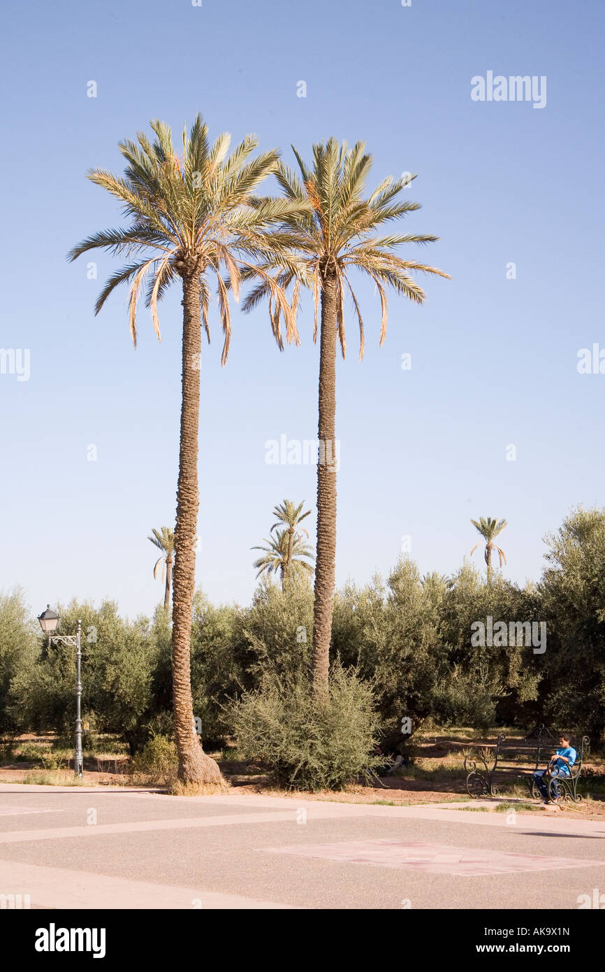 Morocco marrakech palm plantation hi-res stock photography and images ...