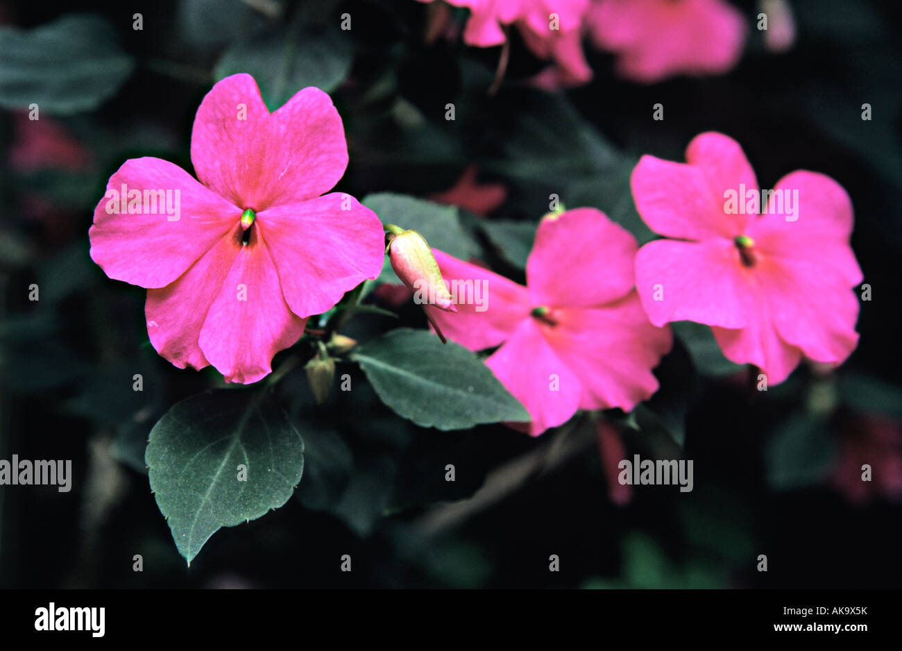 Flowering impatiens plant hi-res stock photography and images - Alamy