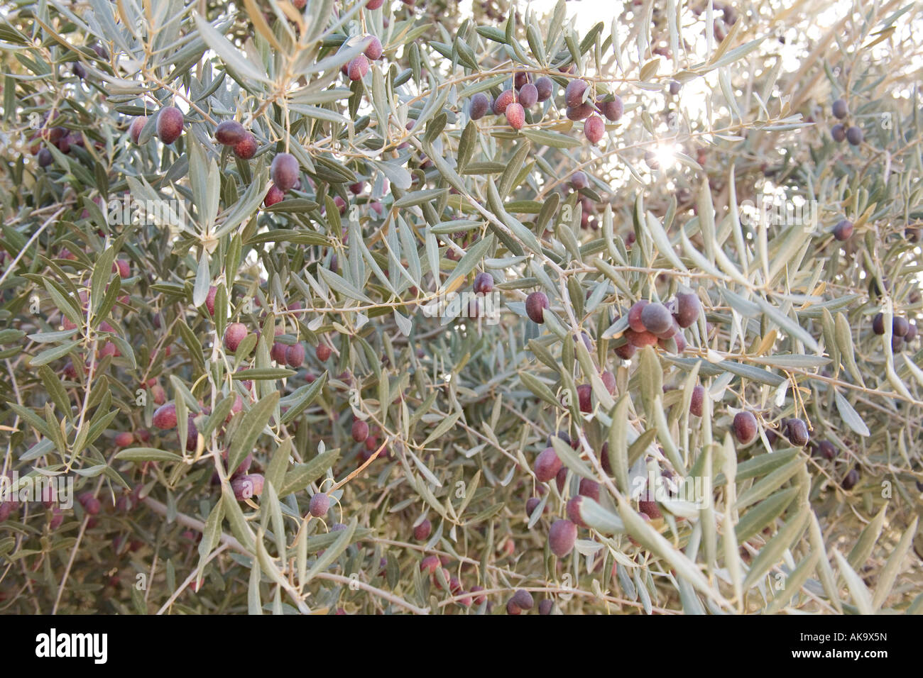 Black olives growing on tree hi-res stock photography and images - Alamy