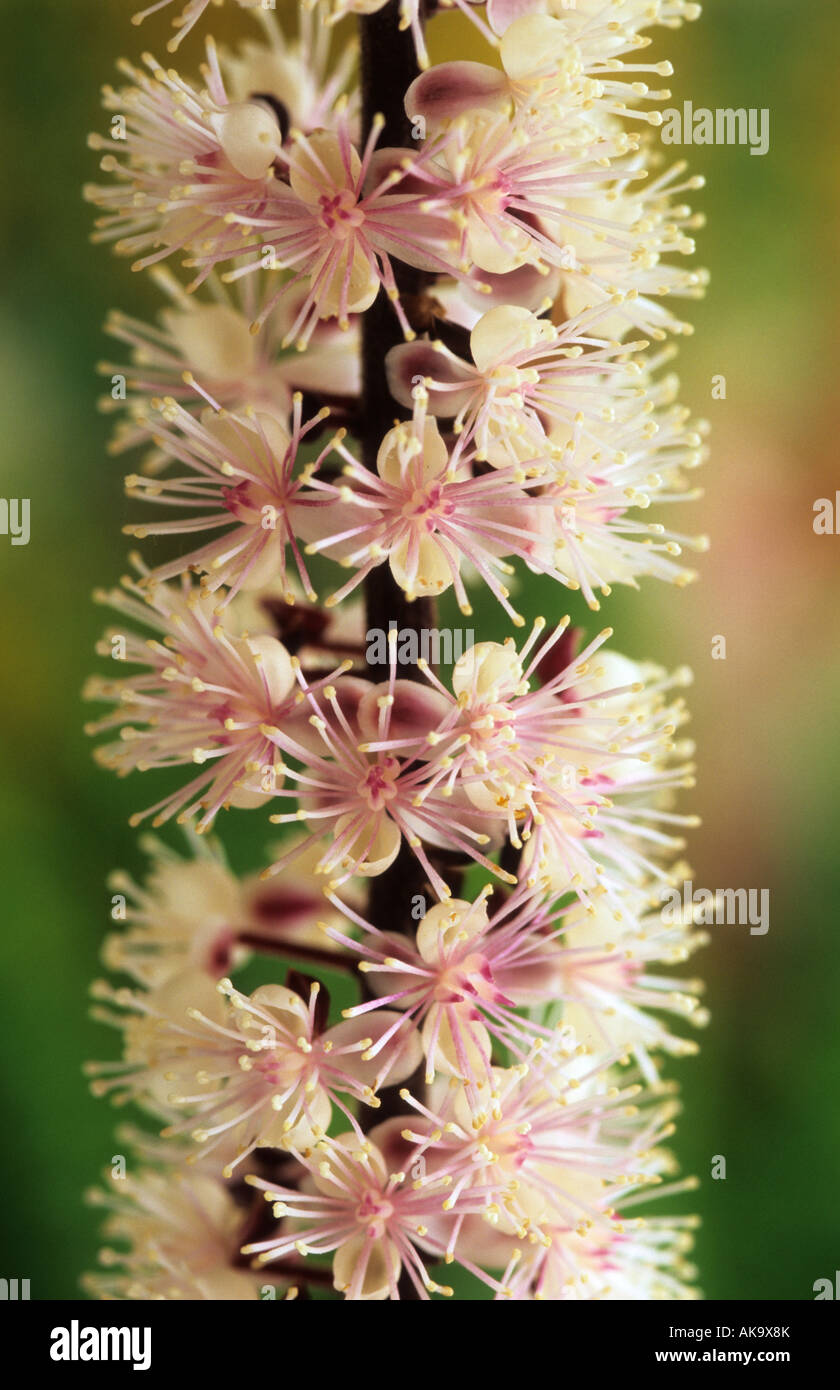 Actaea simplex Pink Spike syn Cimicifuga Stock Photo - Alamy