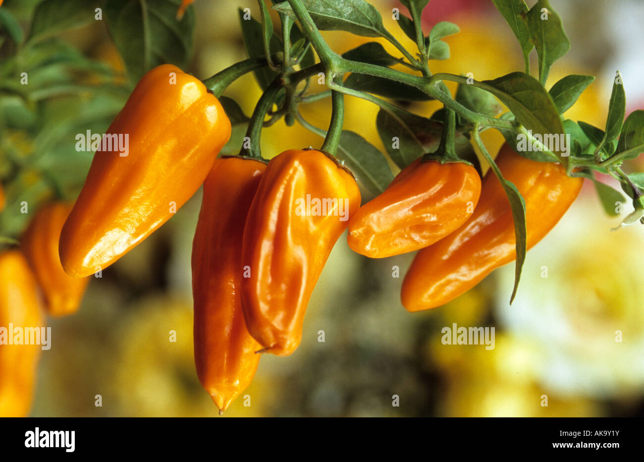 chilli pepper Capsicum annuum Cheyenne Stock Photo - Alamy
