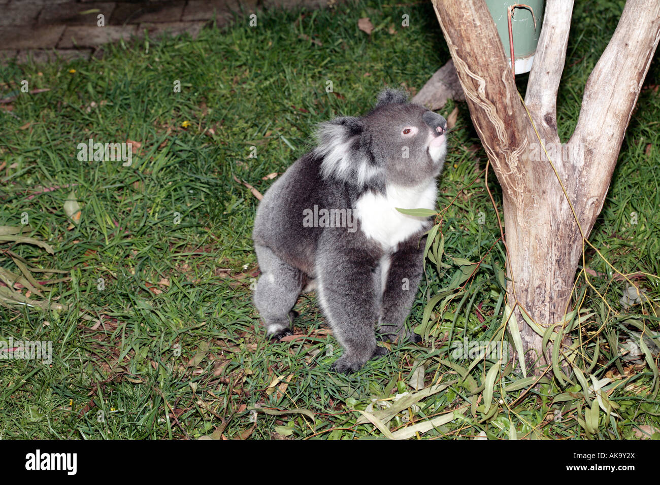 Koalas climbing hi-res stock photography and images - Alamy