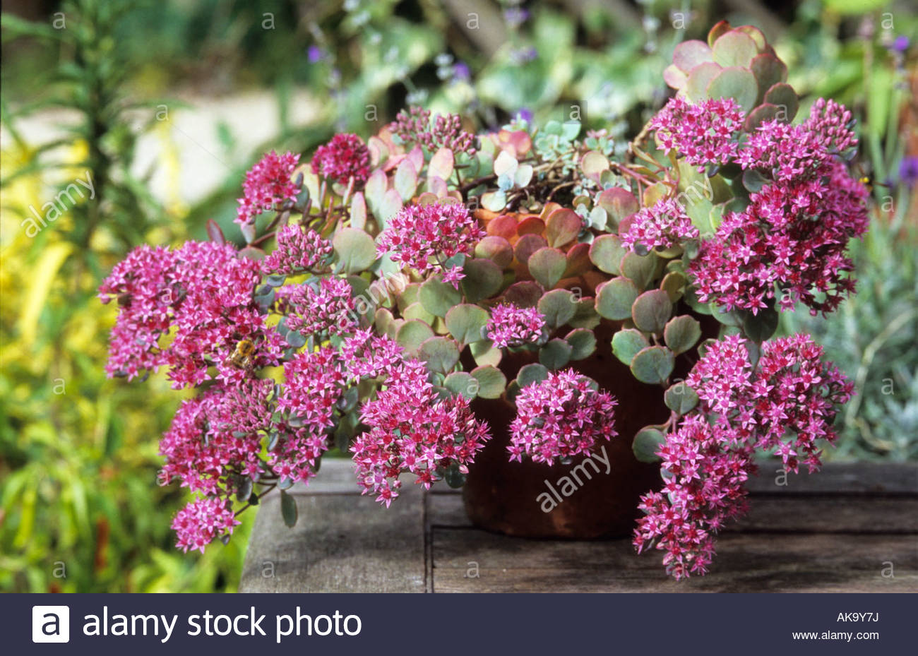 Coca Flower Stock Photos & Coca Flower Stock Images - Alamy