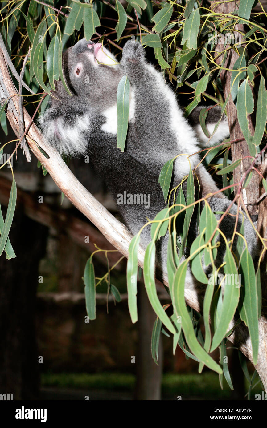 Koala feeding in tree -Phasolarctos cinereus Stock Photo - Alamy