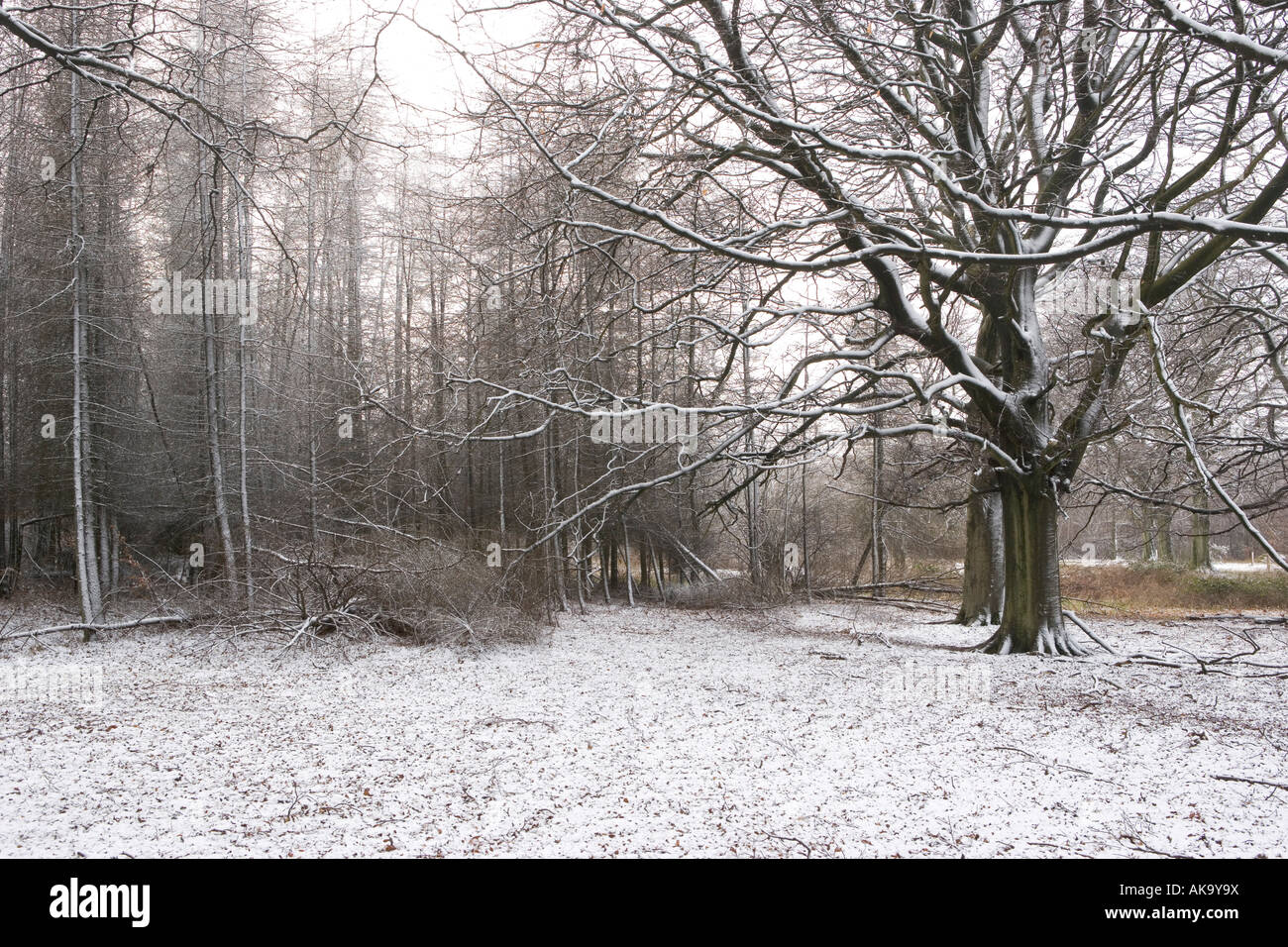 Woodland in snow Stock Photo - Alamy