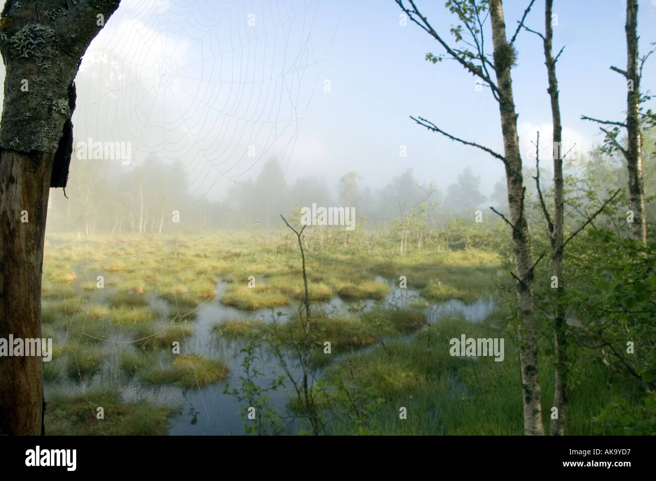 Bog spider hi-res stock photography and images - Alamy