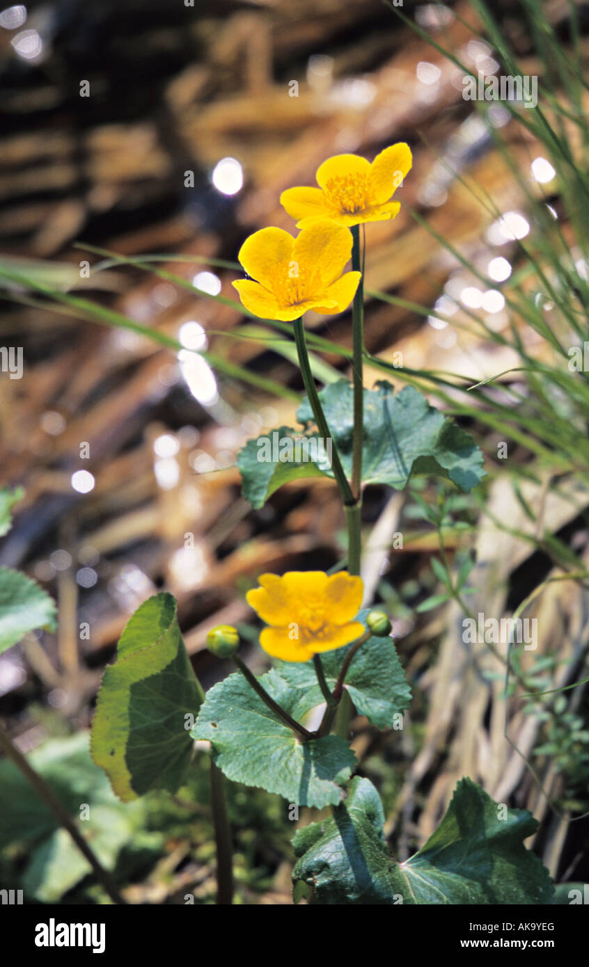 Blossoms of marsh marigold hi-res stock photography and images - Alamy