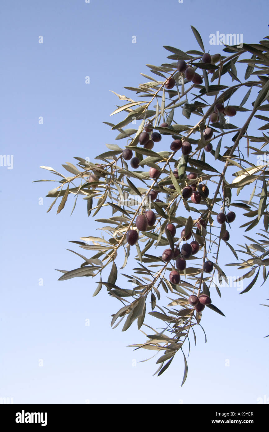 Black olives growing on the tree Marrakesh Morocco Stock Photo - Alamy
