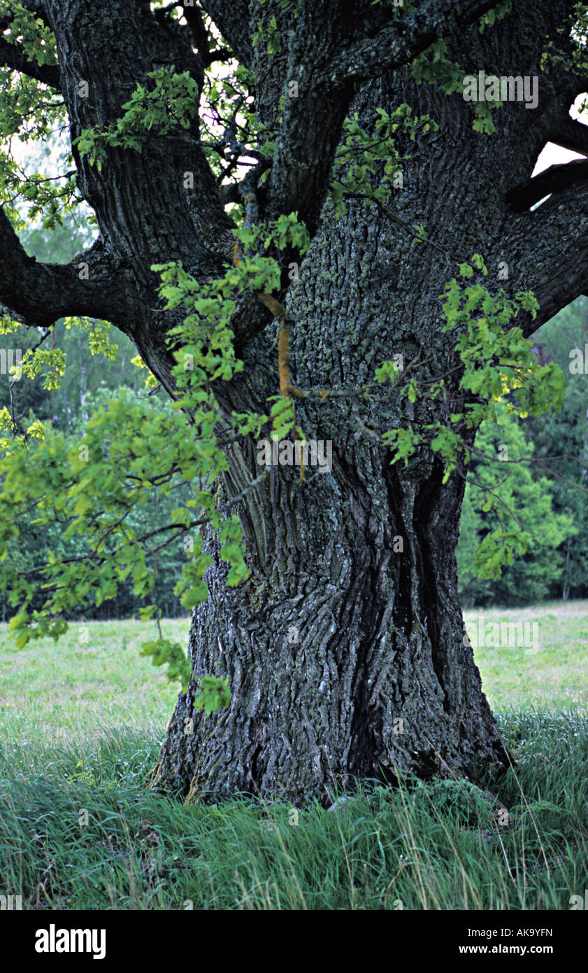 Tree trunk bulge hi-res stock photography and images - Alamy