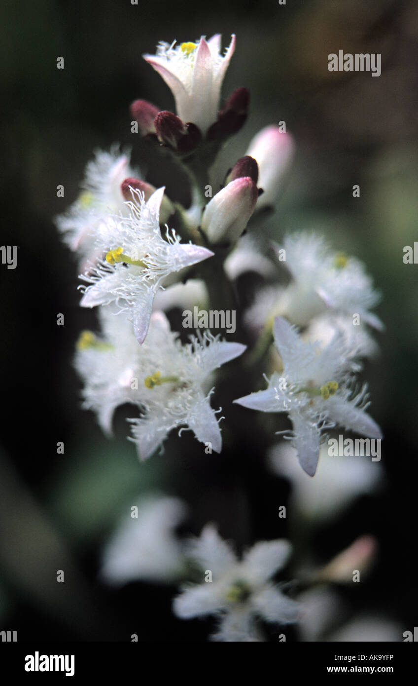 White flowers of bogbean hi-res stock photography and images - Alamy