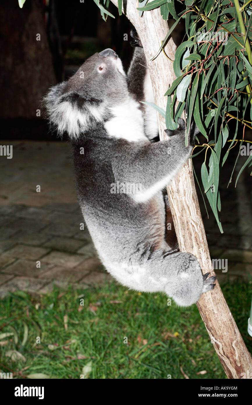 Koalas climbing hi-res stock photography and images - Alamy