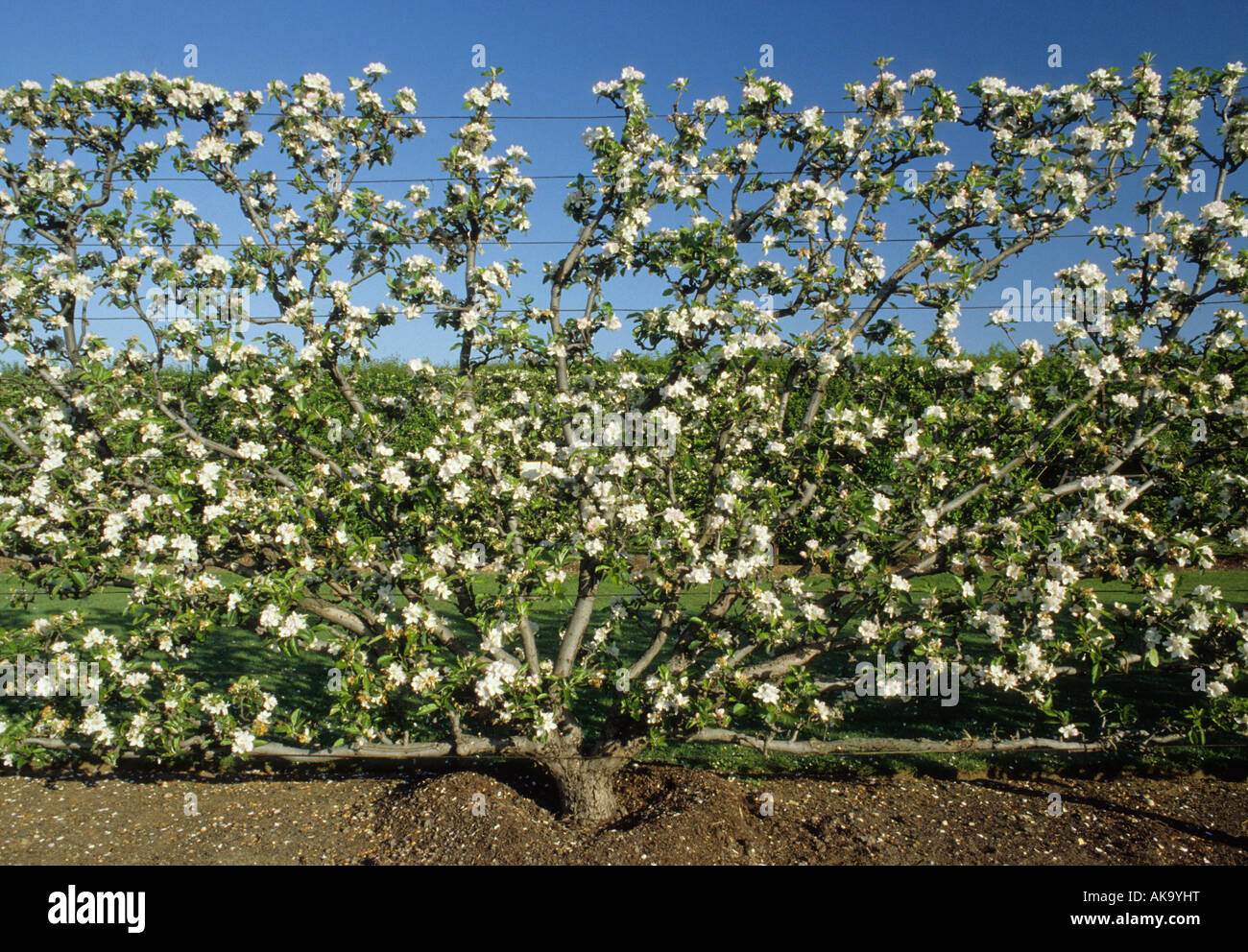 RHS Wisley Surrey fan trained Apple Winston Stock Photo - Alamy