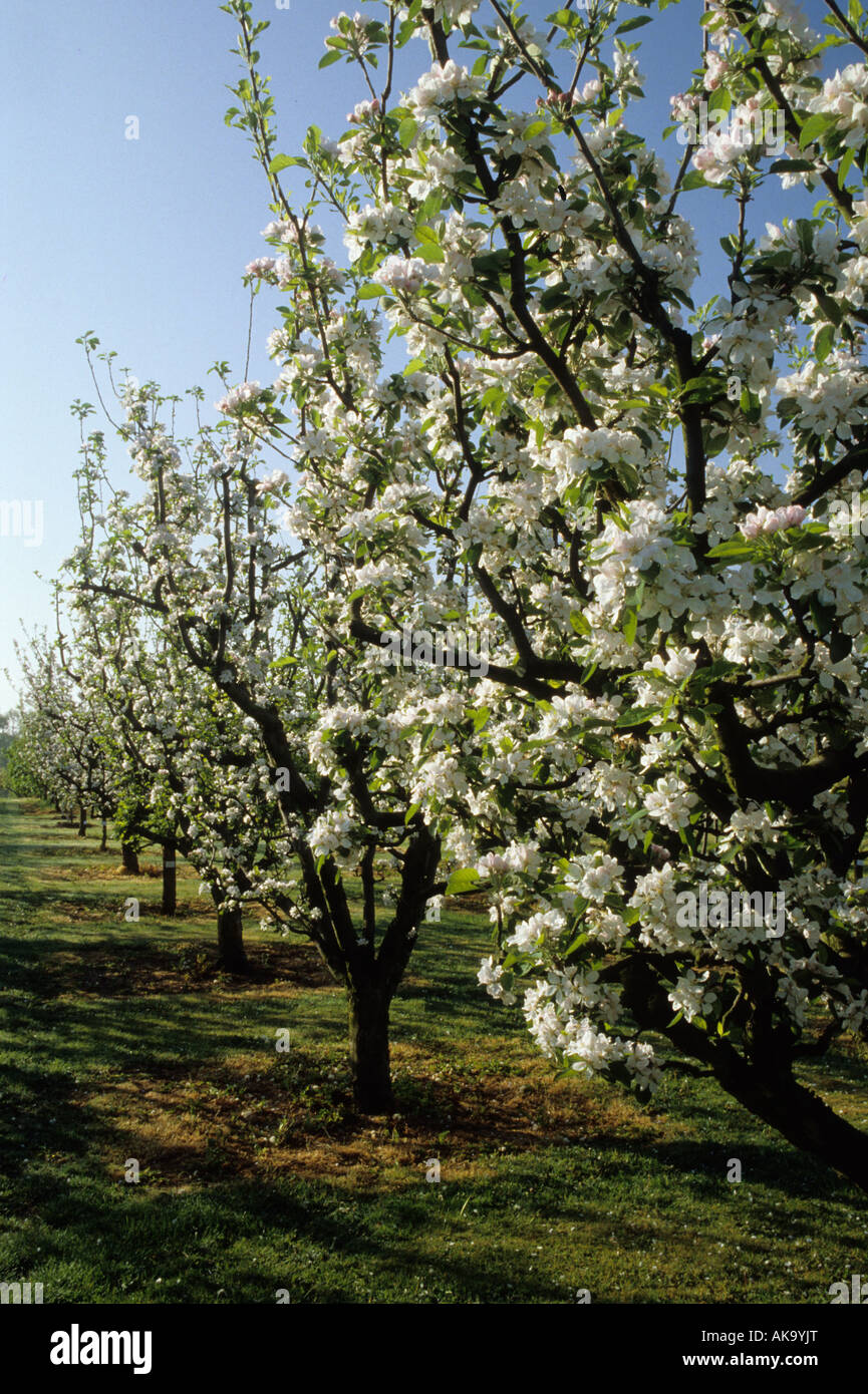 RHS Wisley Surrey apple orchard Stock Photo - Alamy
