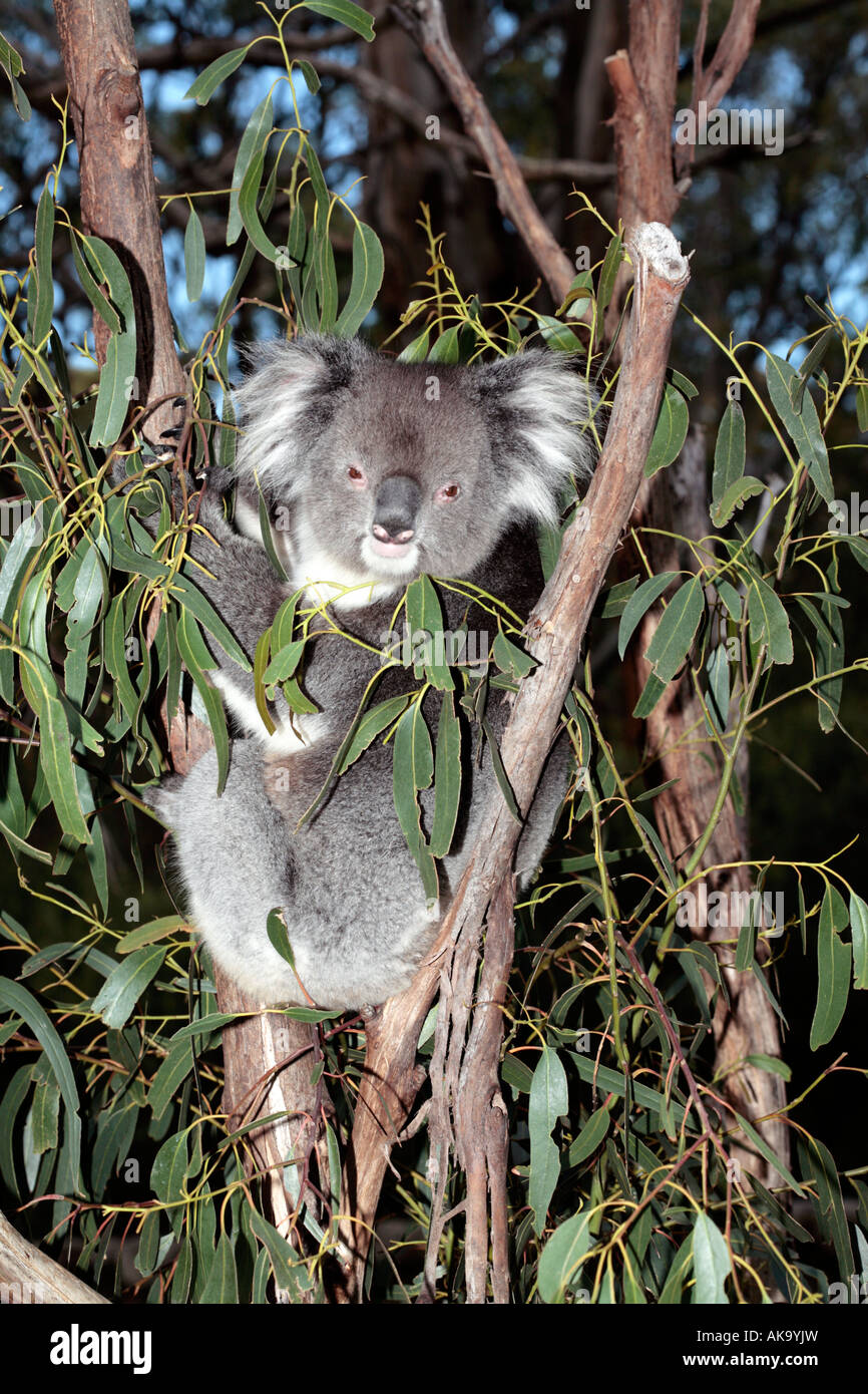 Koalas eucalyptus hi-res stock photography and images - Alamy