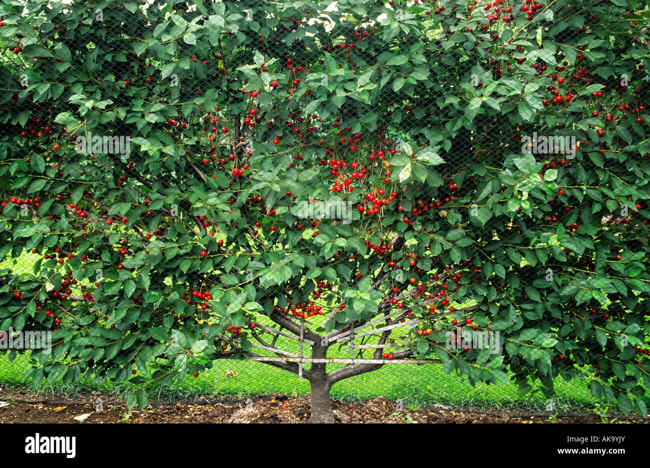 fan trained Morello cherry under mesh Stock Photo - Alamy