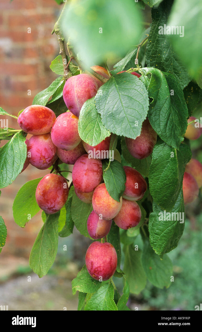 Victoria Plum Tree High Resolution Stock Photography and Images - Alamy