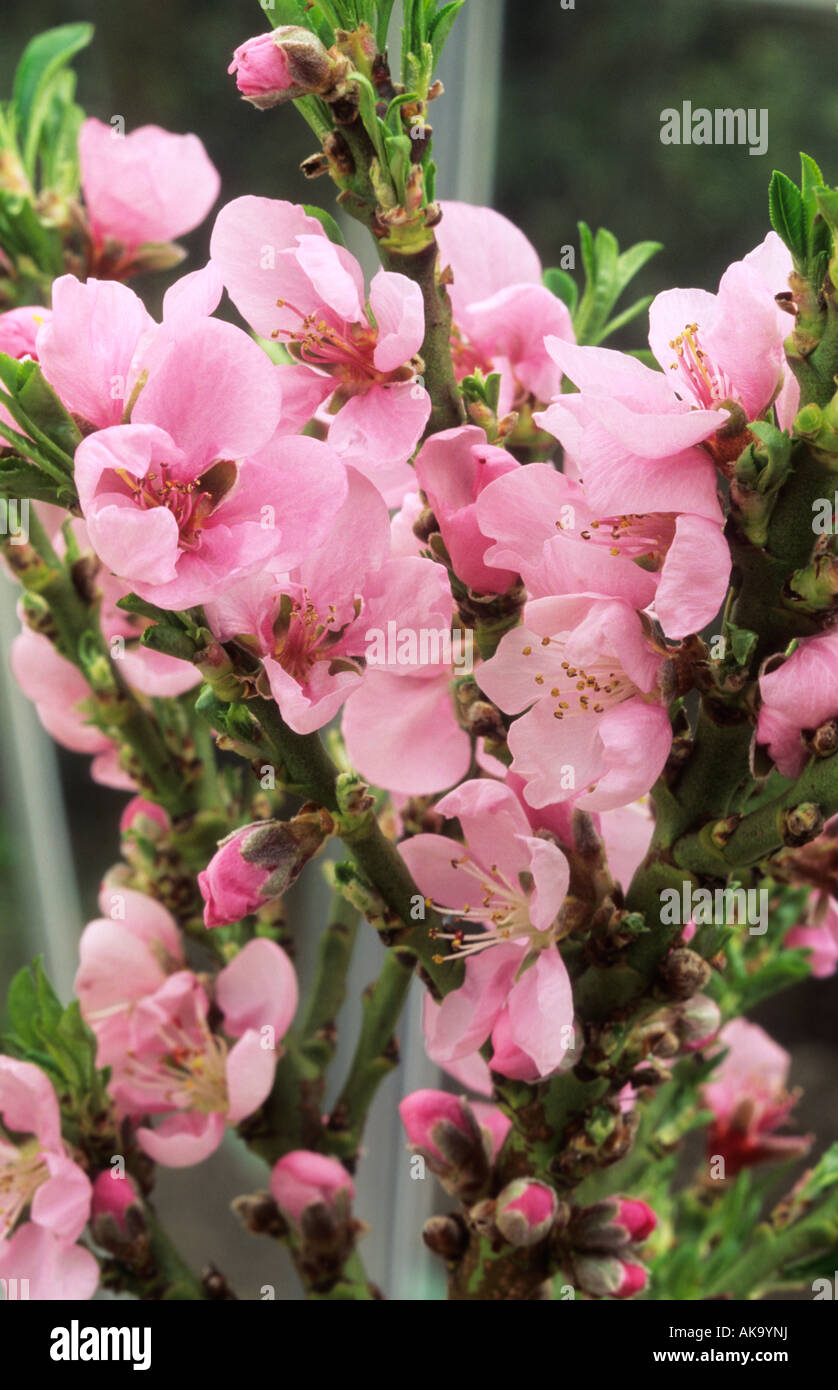 Peach Bonanza blossom flower Stock Photo - Alamy