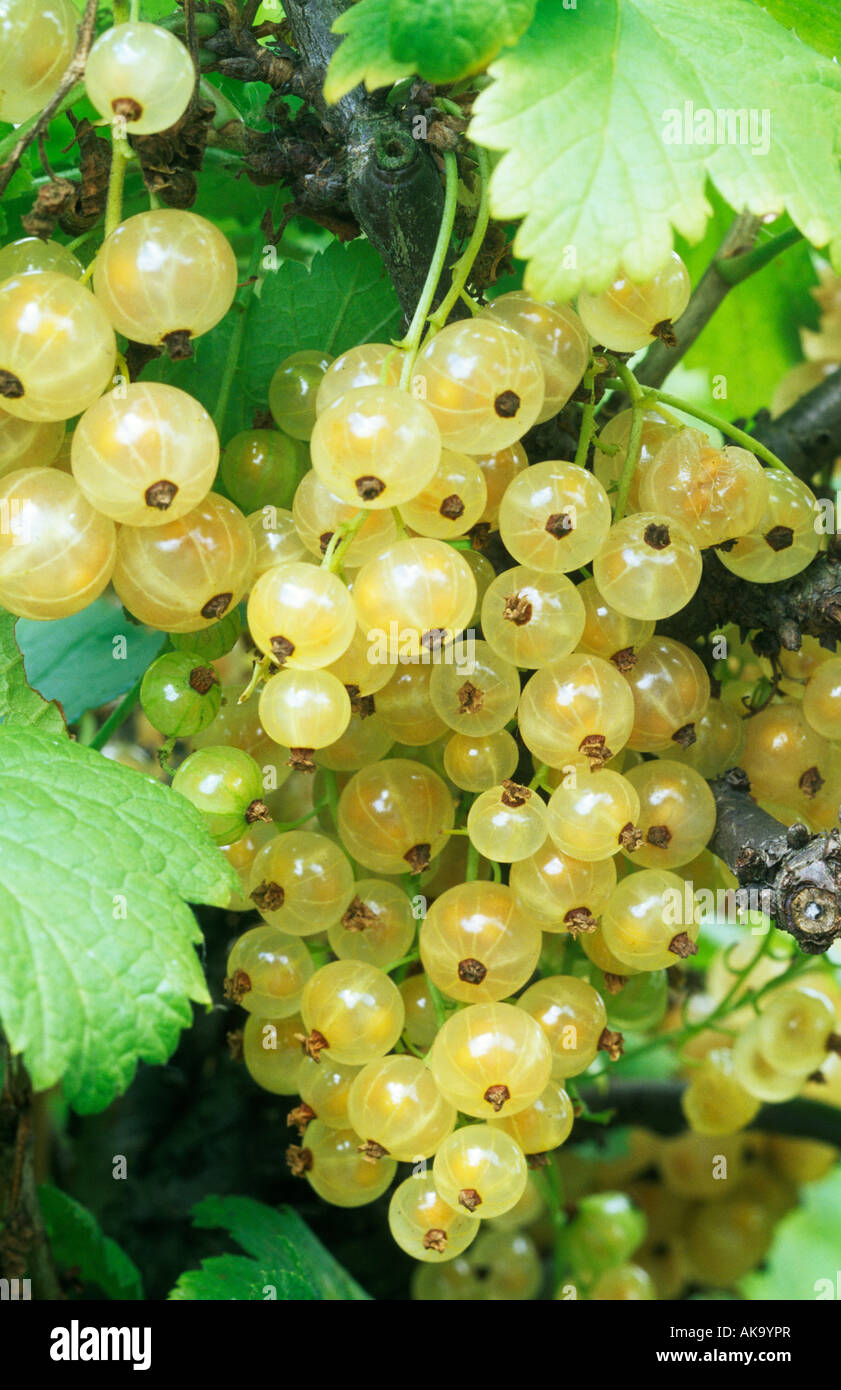 white Currant White Versailles berries berry on a tree Stock Photo - Alamy