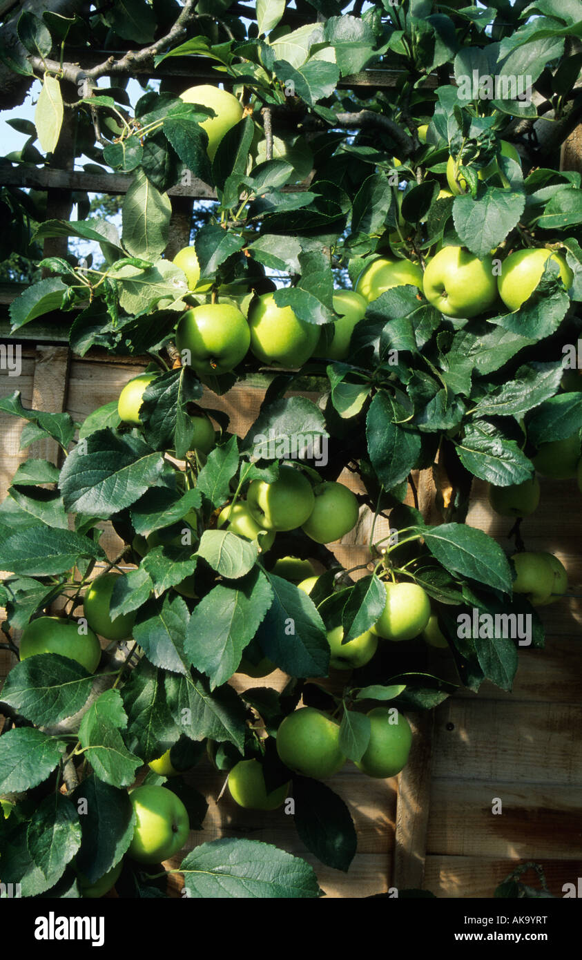 corndon apple Sunset green fruit tree Stock Photo - Alamy