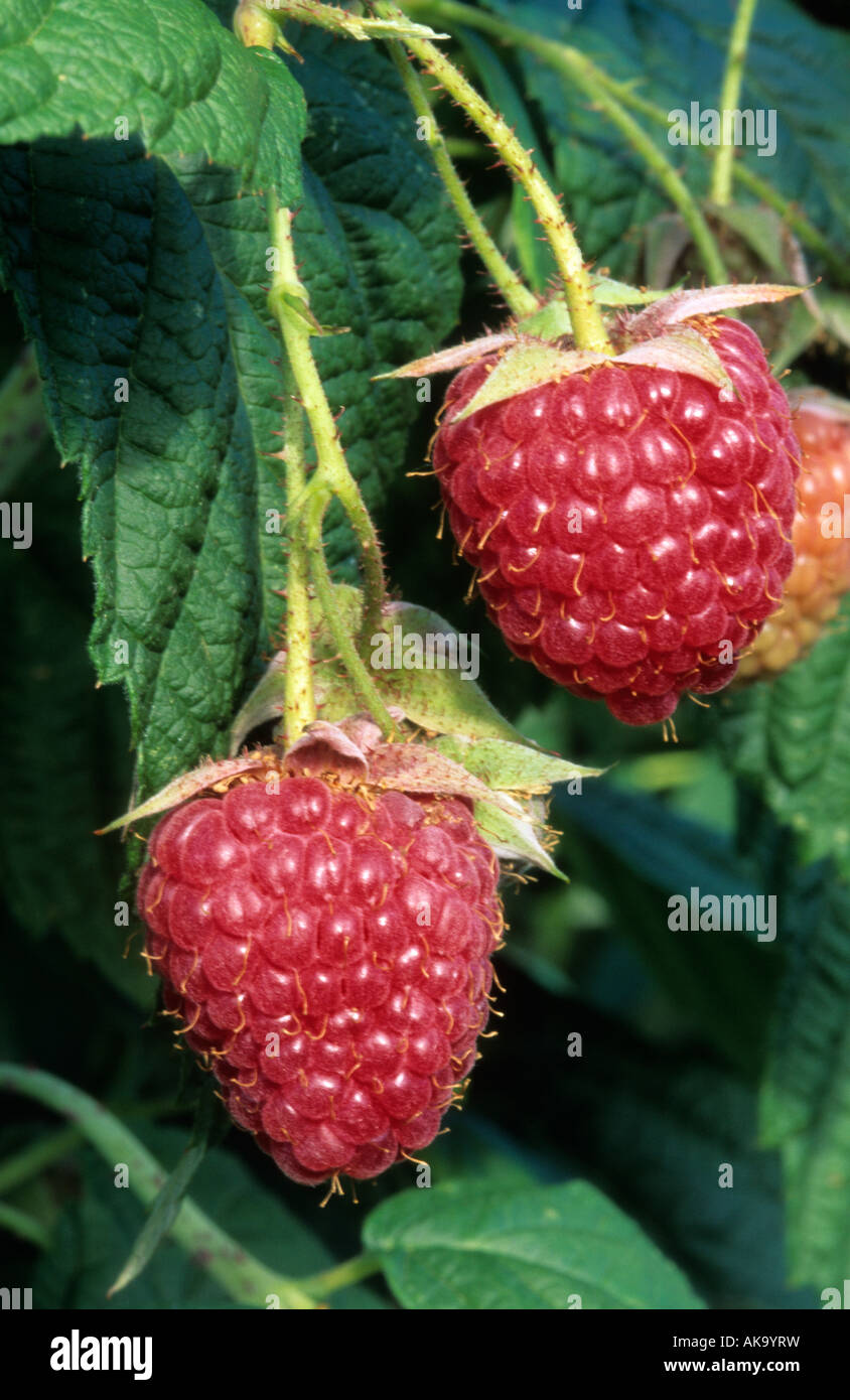 Autumn Bliss Raspberry Stock Photos & Autumn Bliss Raspberry Stock ...