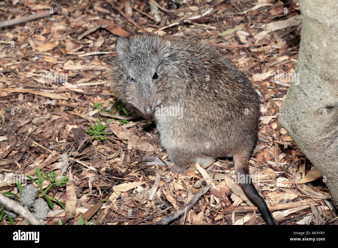 Long nosed potoroo potorous tridactylus hi-res stock photography and ...
