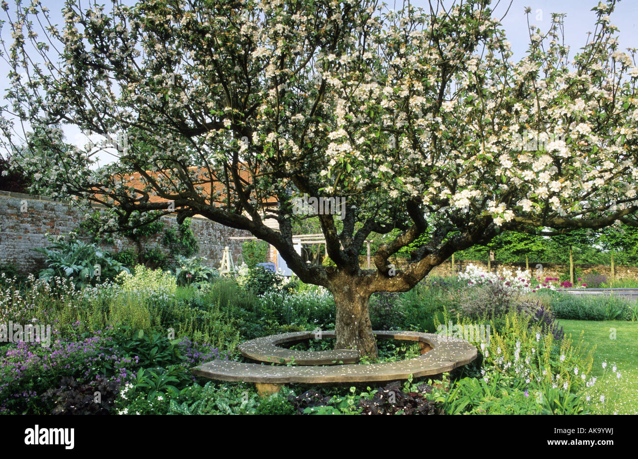 private garden Sussex Old Bramley apple tree in blossom Stock Photo - Alamy