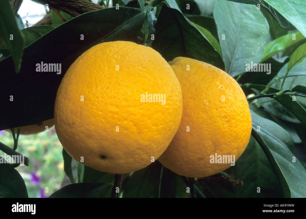 oranges Citrus sinensis fruit Stock Photo - Alamy