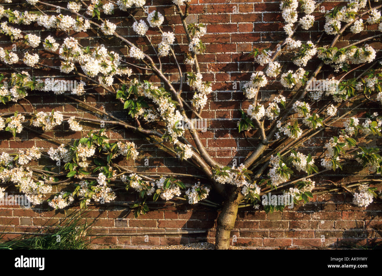 Fan trained cherry hi-res stock photography and images - Alamy