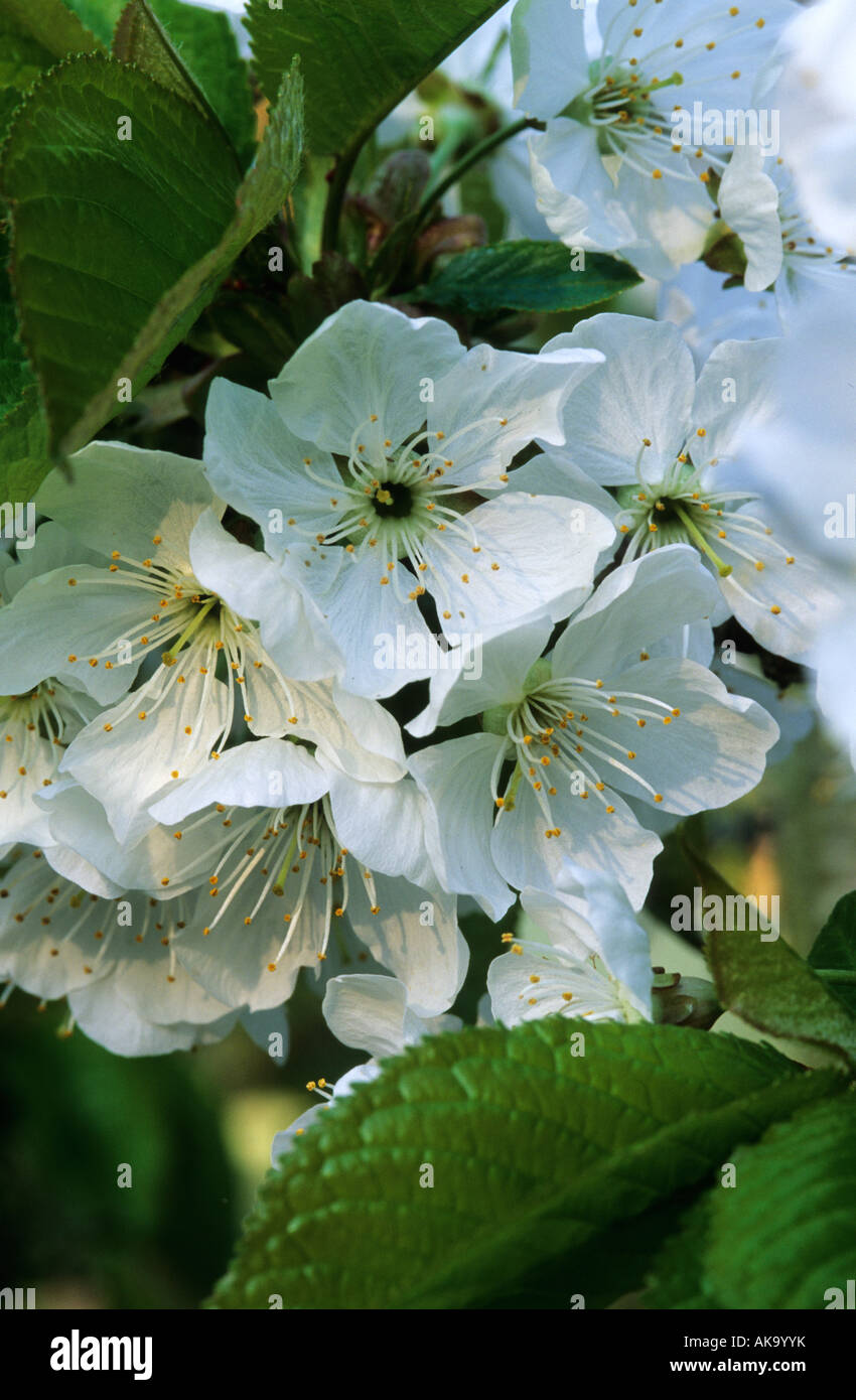 cherry blossom Summit Stock Photo - Alamy