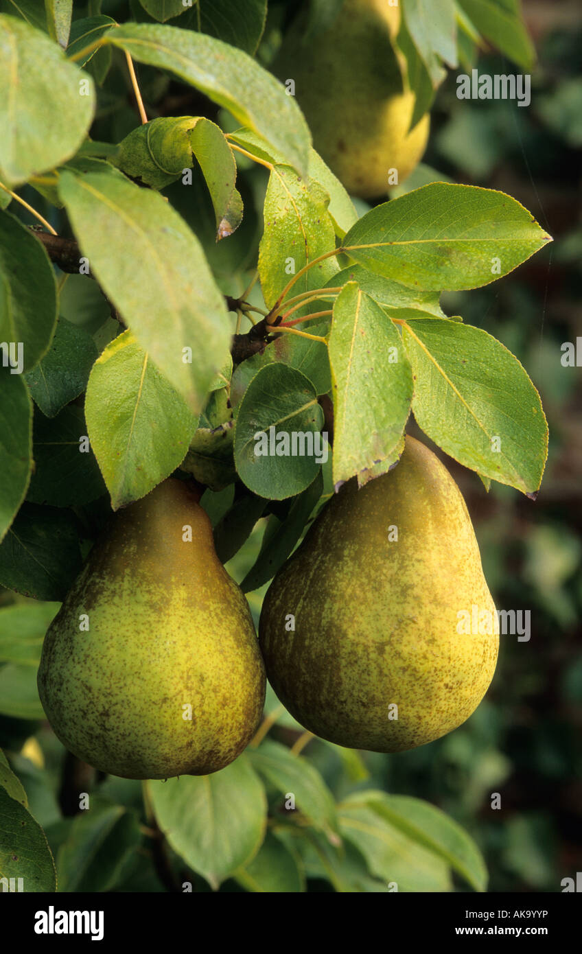 Pear Doyenne du Comice fruit Stock Photo - Alamy