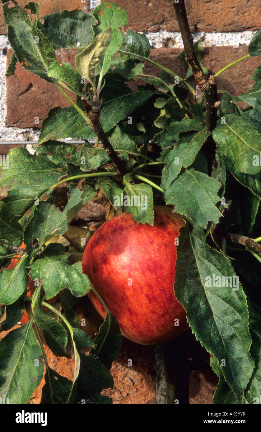 apple Charles Ross Stock Photo - Alamy