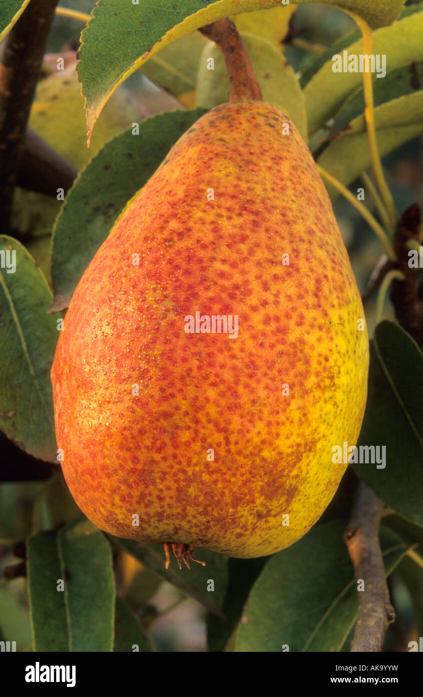 Louise bonne of jersey pear hi-res stock photography and images - Alamy