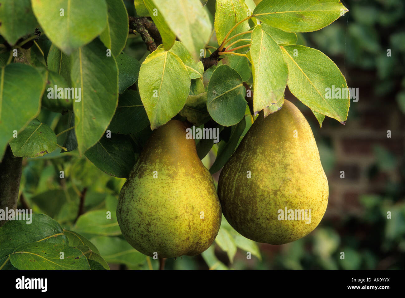 Pear 'Doyenne du Comice' fruit Stock Photo - Alamy