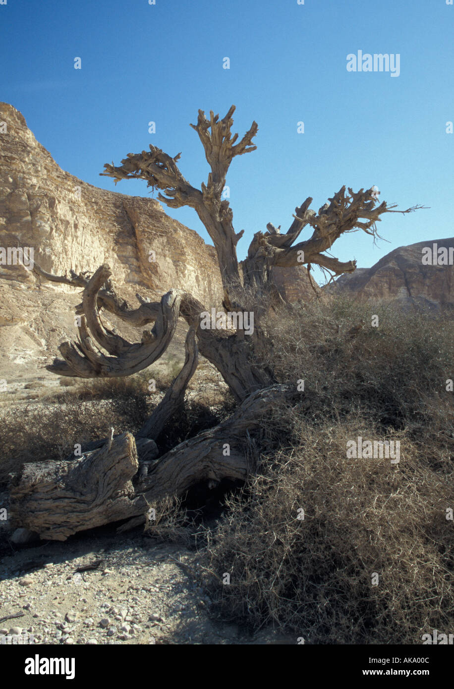 Desert Tree 1 Stock Photo - Alamy