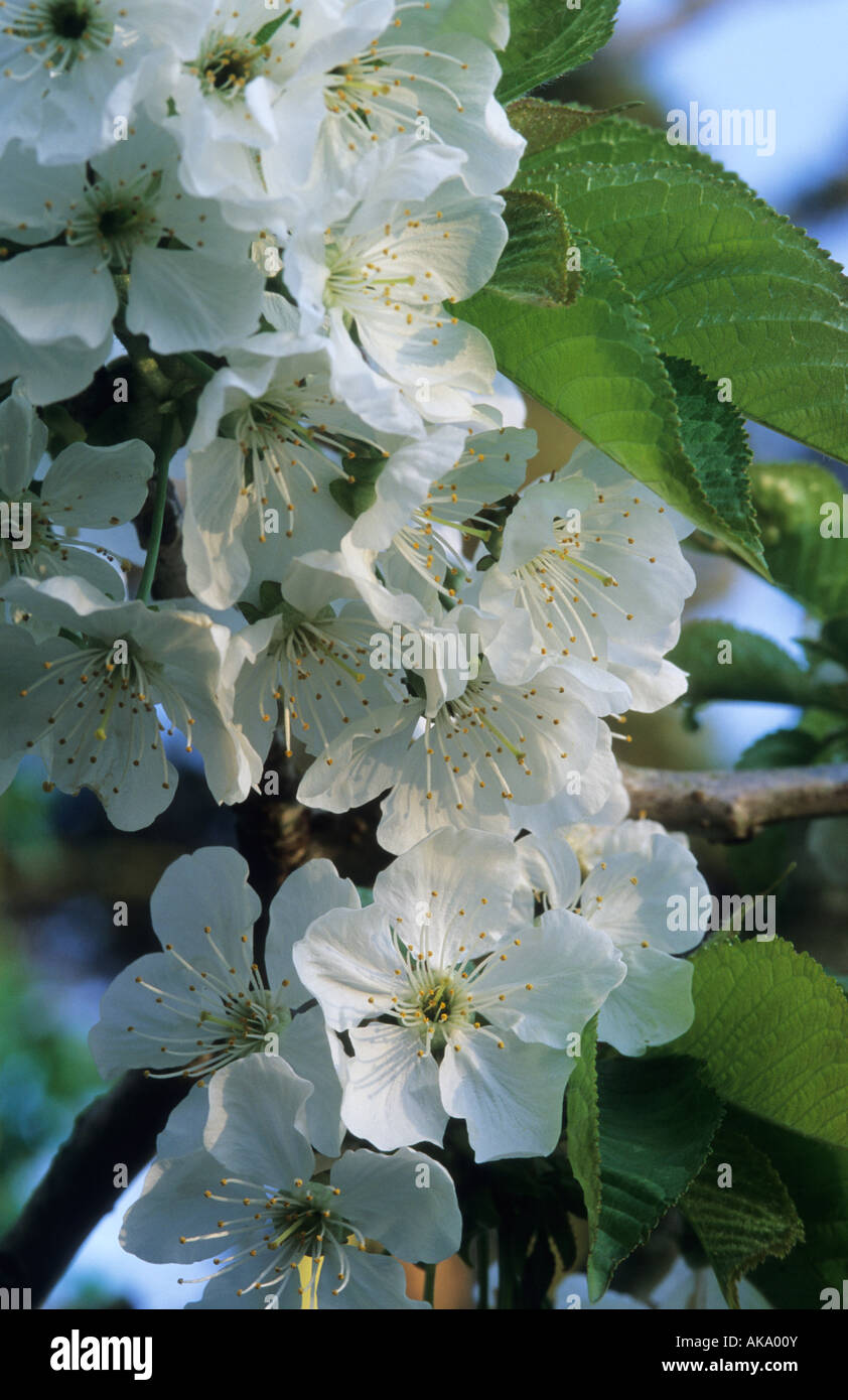 cherry blossom Summit Stock Photo - Alamy