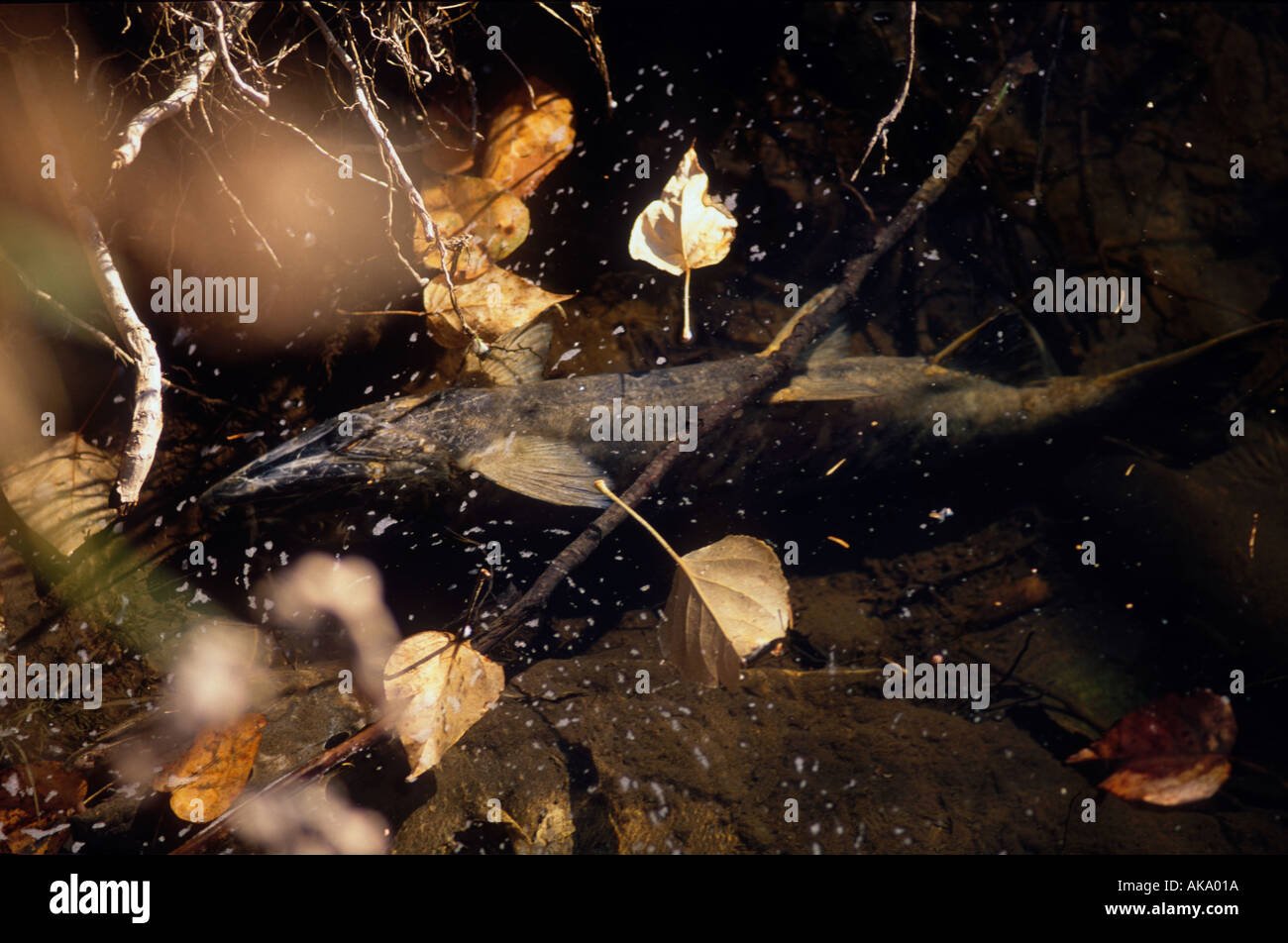 dead spawning salmon Stock Photo - Alamy