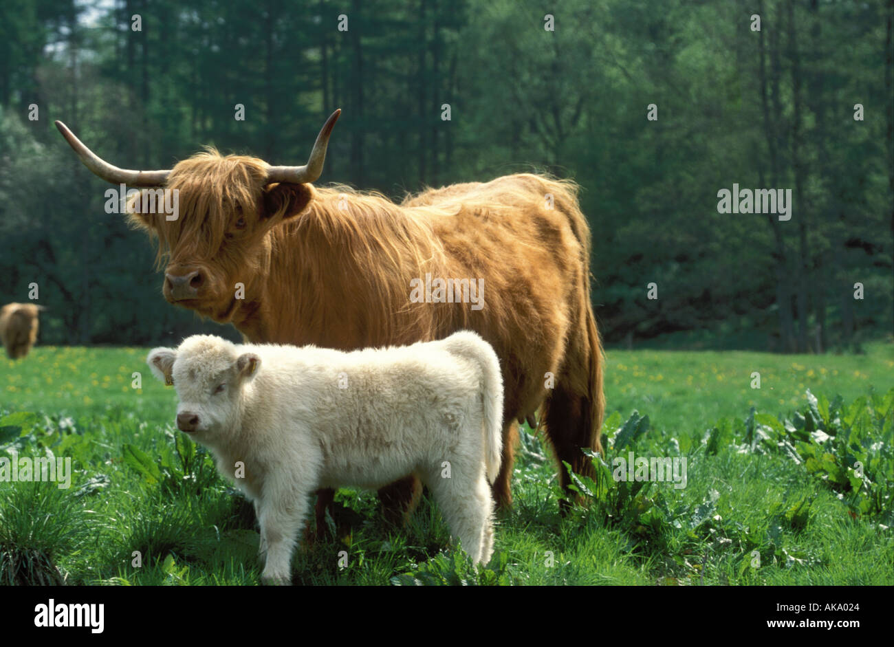 Albino cow hi-res stock photography and images - Alamy
